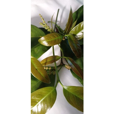 Jual Daun so/daun melinjo segar 1kg/sayuran/melinjo/1kg | Shopee Indonesia