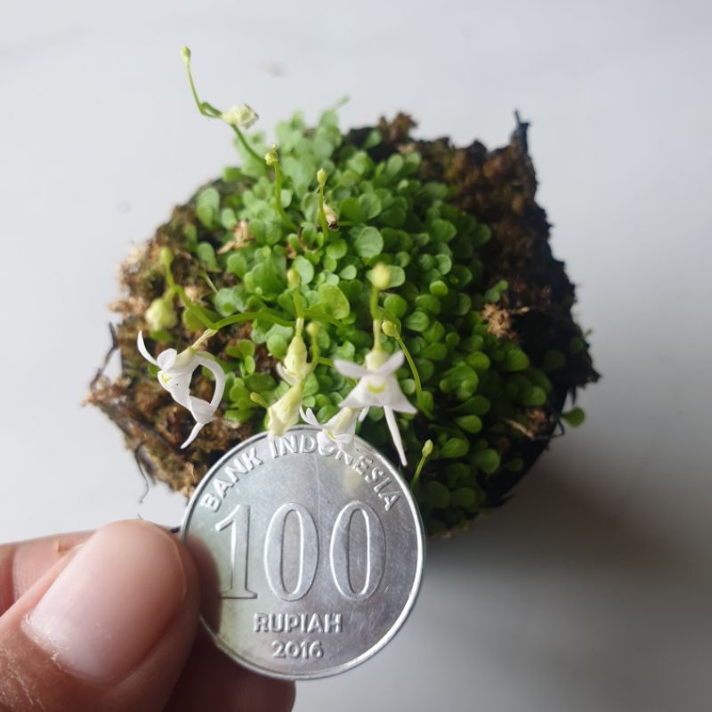 Jual tanaman hias mini utricularia sandersonii | Shopee Indonesia