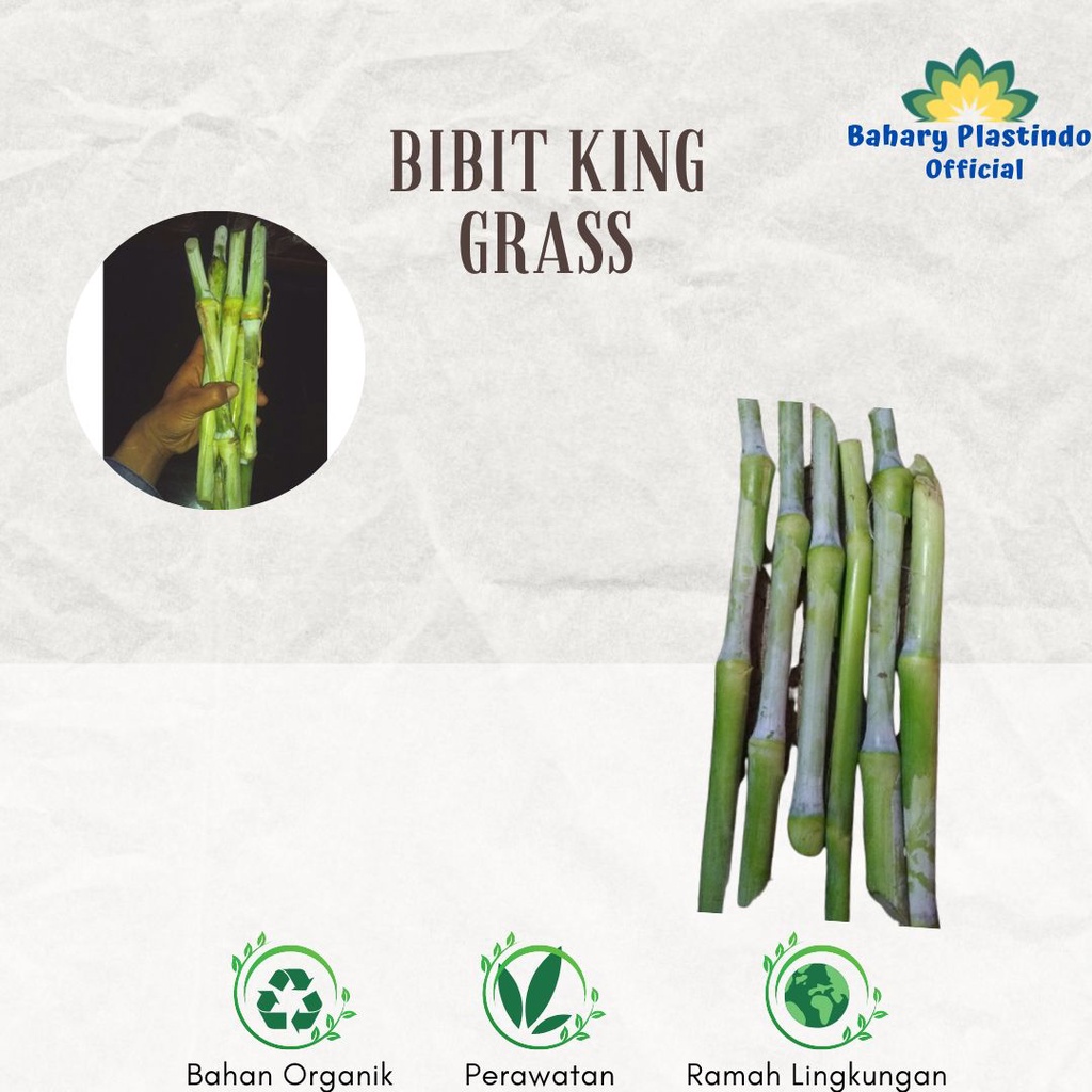 Jual Bibit Kolonjono Rumput Raja King Grass Perkilo | Shopee Indonesia