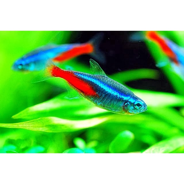 Jual IKAN HIAS NEON CARDINAL -NEON TETRA AQUASCAPE SIZE M | Shopee ...