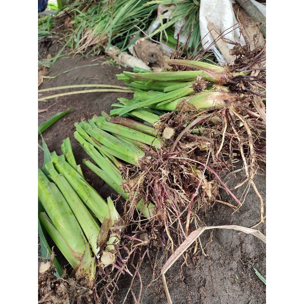 Jual Bibit Guatemala Rumput Jumbo Daun Tanpa Bulu Super Pakan Ternak ... Jual Bibit Guatemala Rumput Jumbo Daun Tanpa Bulu Super Pakan Ternak ...