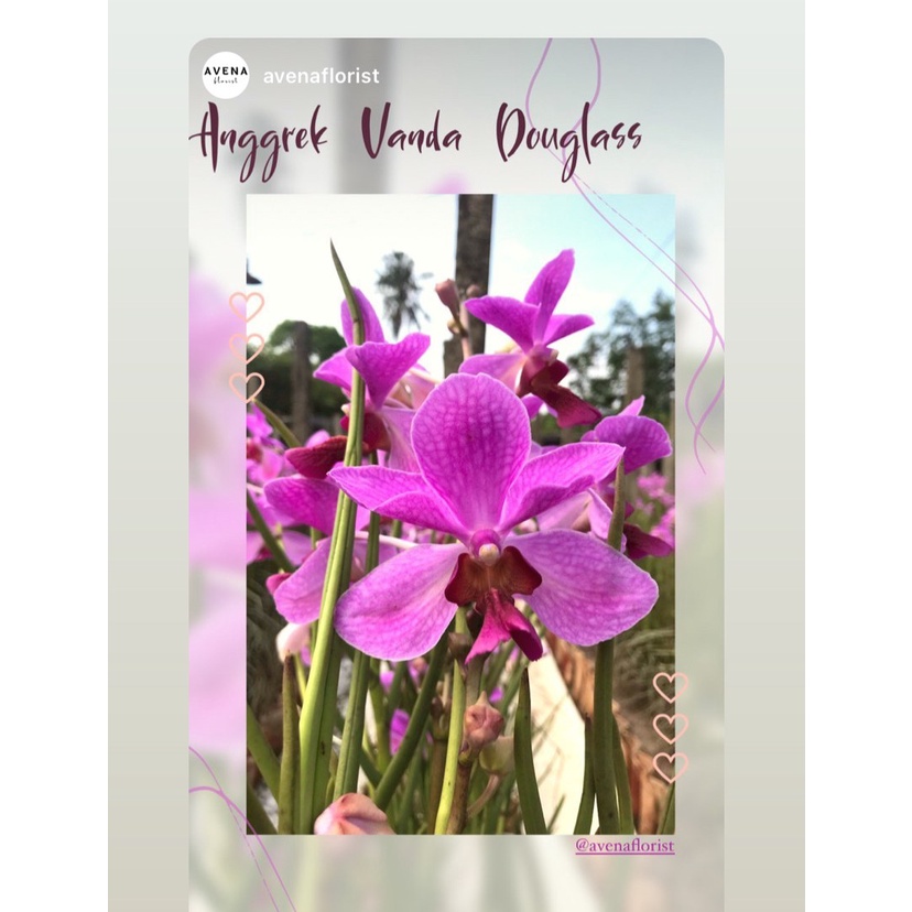 Jual Bunga Potong Segar Anggrek Ungu Palembang | Shopee Indonesia