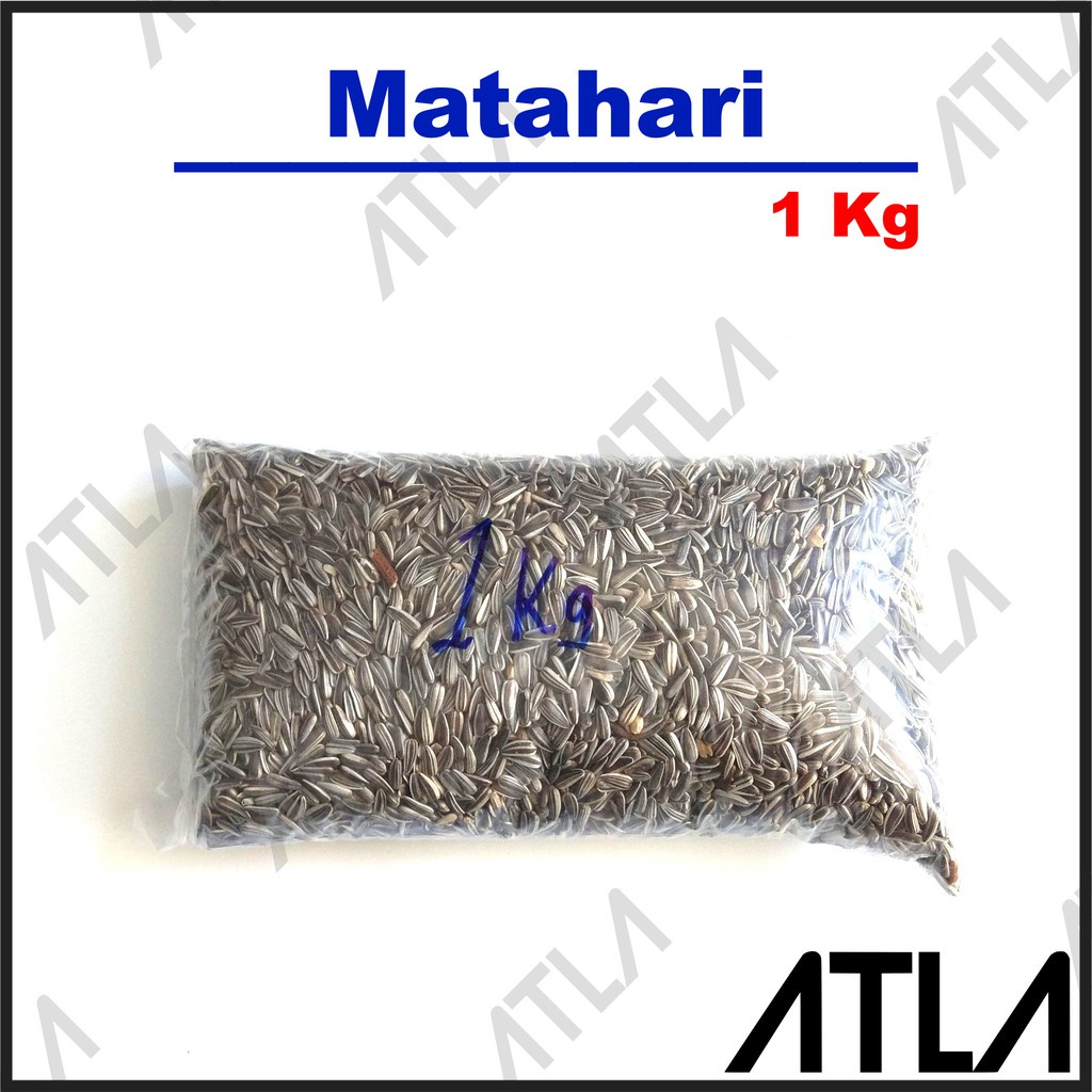 Jual Benih Bunga Matahari 1 kg Biji Bibit Tanaman Sunflower Seed Seeds ...