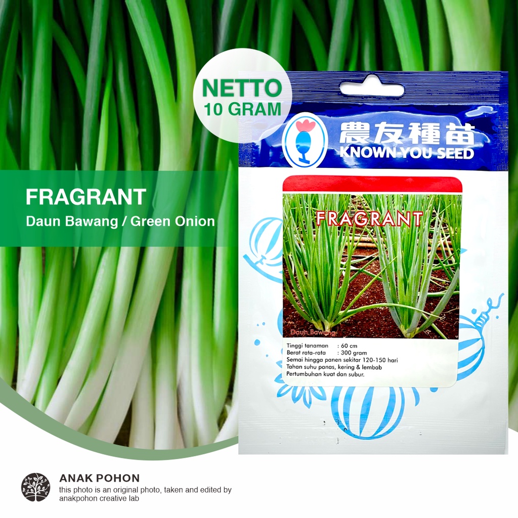 Jual (1 PACK) Benih Daun Bawang FRAGRANT Bawang Prei Green Onion Seeds ...