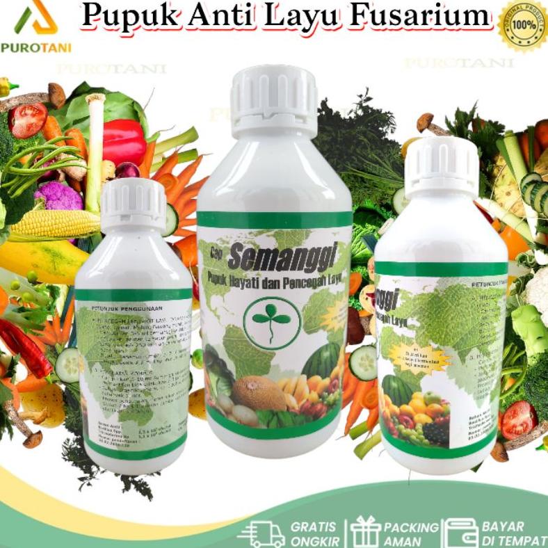 Jual PRODUK- SEMANGGI PENCEGAH LAYU TRICHODERMA SP CAIR PLUS BACILLUS ...