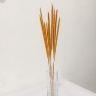 Jual Rayung Stick Pampas Panjang 1,5 Meter (1 ikat isi 3 batang ...