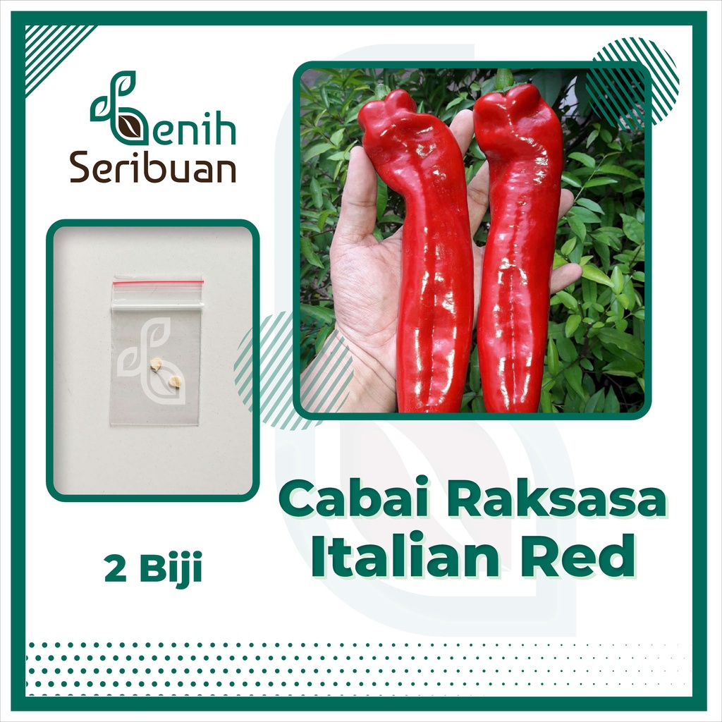 Jual Benih Seribuan - 2 Bibit Cabe Raksasa Sweet Italian Red Unggul ...