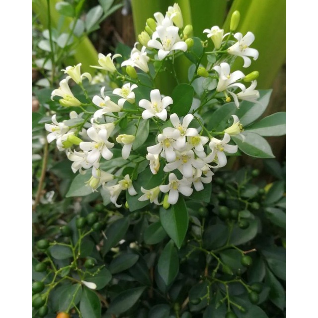 Jual TANAMAN POHON KEMUNING WANGI | Shopee Indonesia