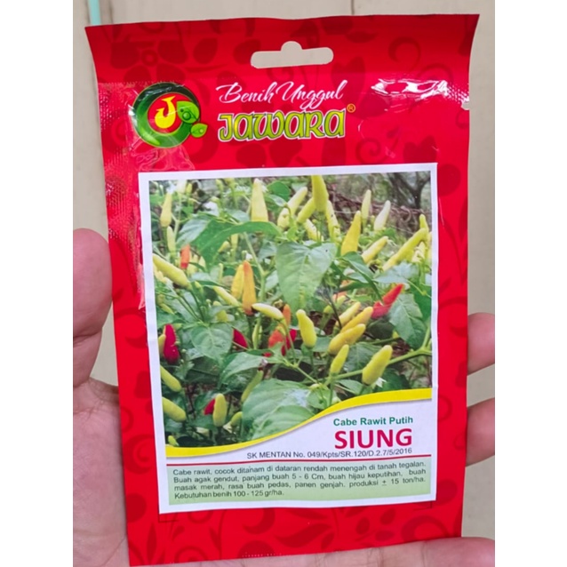 Jual 10 gram benih cabe rawit putih SIUNG Kemasan Asli Cap JAWARA cabai ...