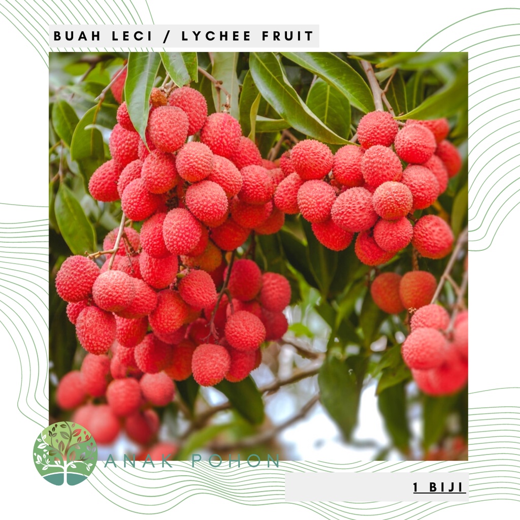 Jual Benih Bibit Biji - Buah Leci Manis Lychee (Litchi chinensis) Fruit ...