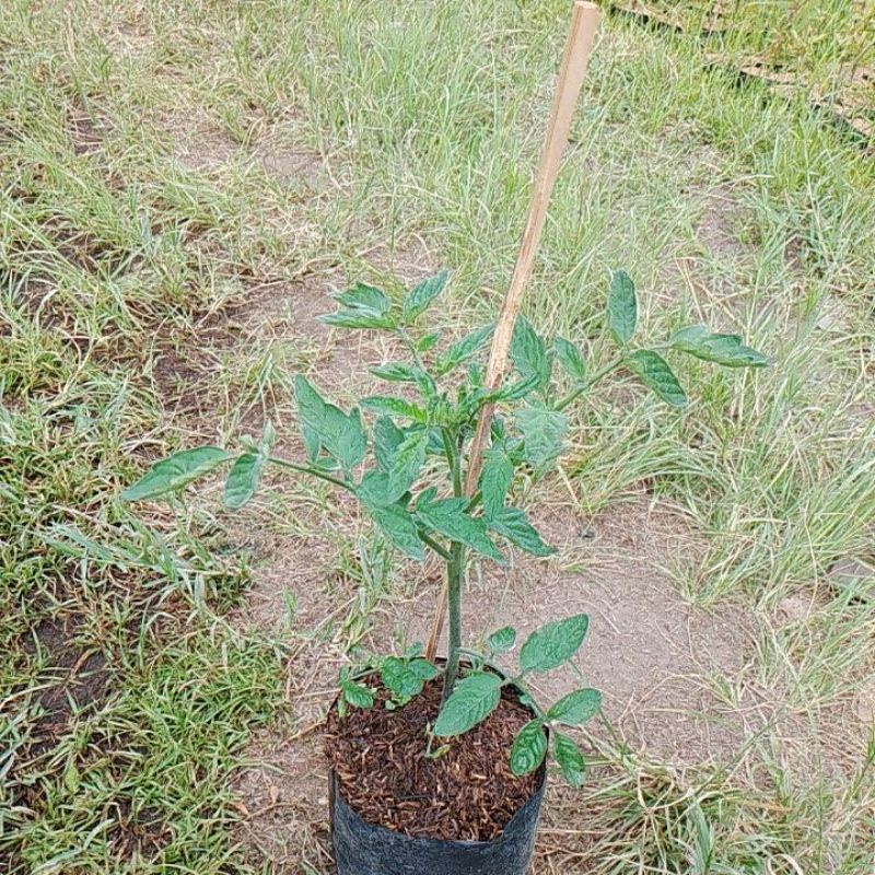 Jual Tomat Hitam/Tanaman herbal/Bibit tanaman Tomat Hitam | Shopee ...