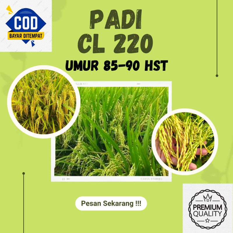 Jual BENIH PADI PREMIUM CL 220 Kemasan 5KG | Shopee Indonesia