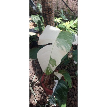 Jual epip varigata | Shopee Indonesia