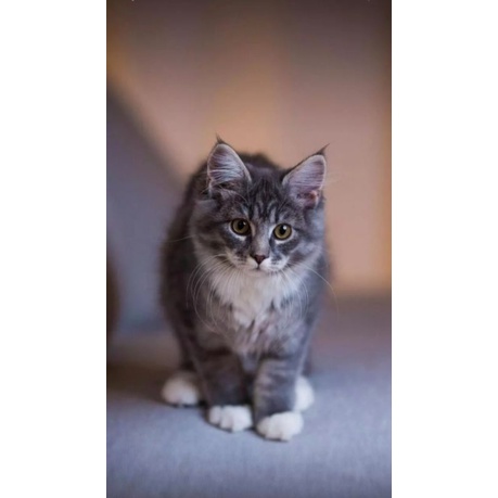 Jual Poster cetak kucing Anggora Abu-abu, cocok untuk dekorasi ruangan ...