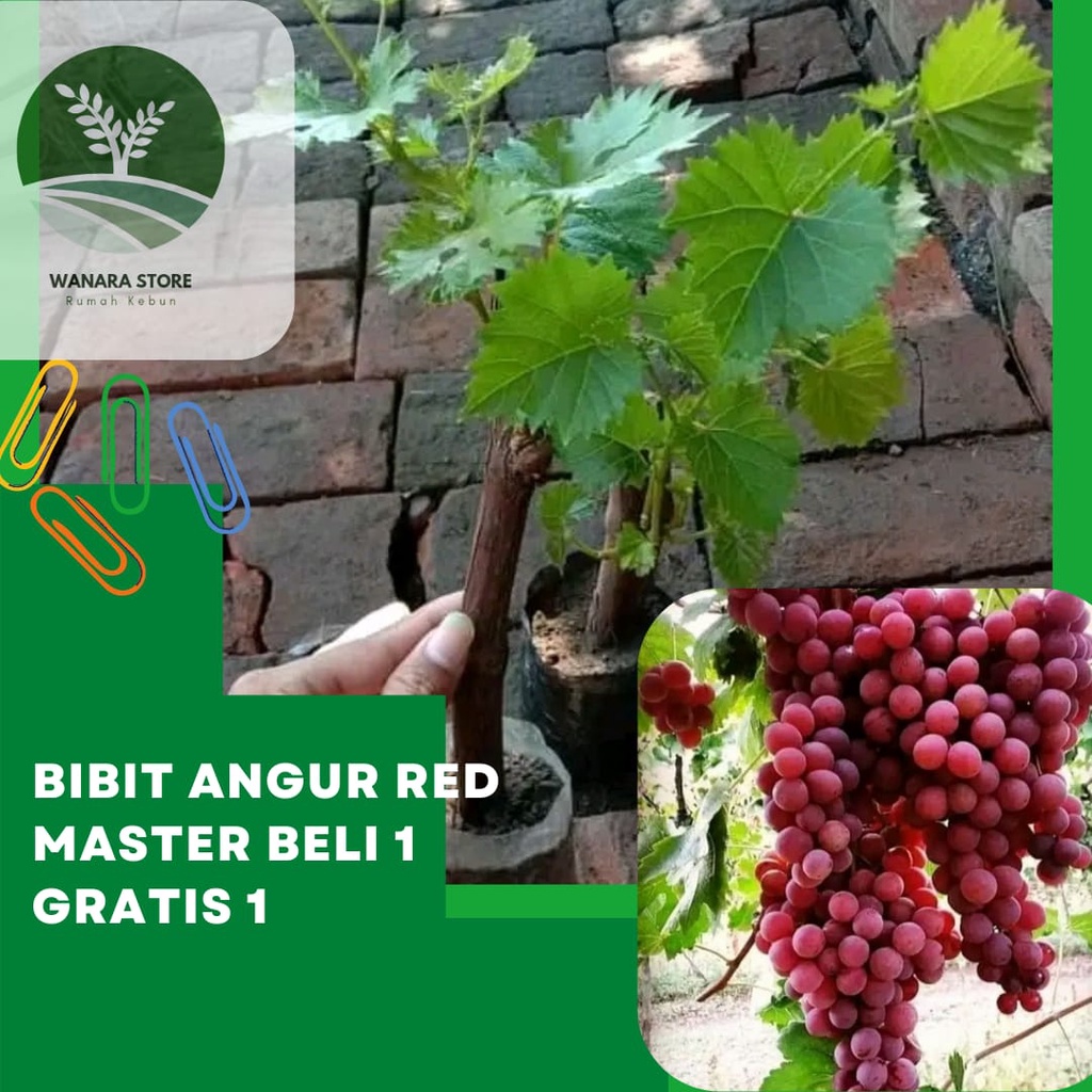 Jual Anggur Red Master Super Manis (Beli 1 gratis 1) | Shopee Indonesia