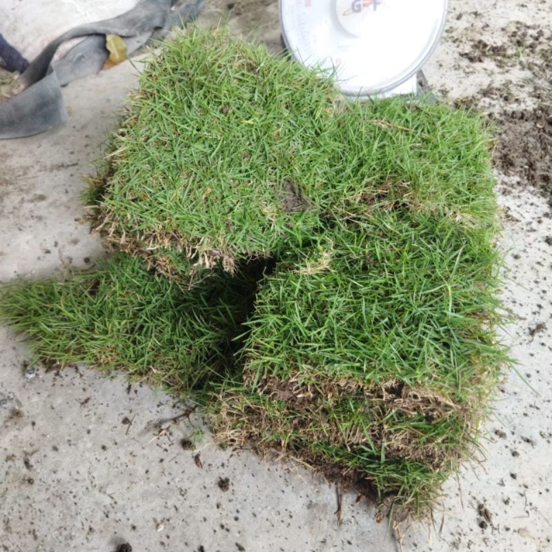 Jual Tanaman rumput Jepang hidup atau rumput peking 20m x 20cm | Shopee ...
