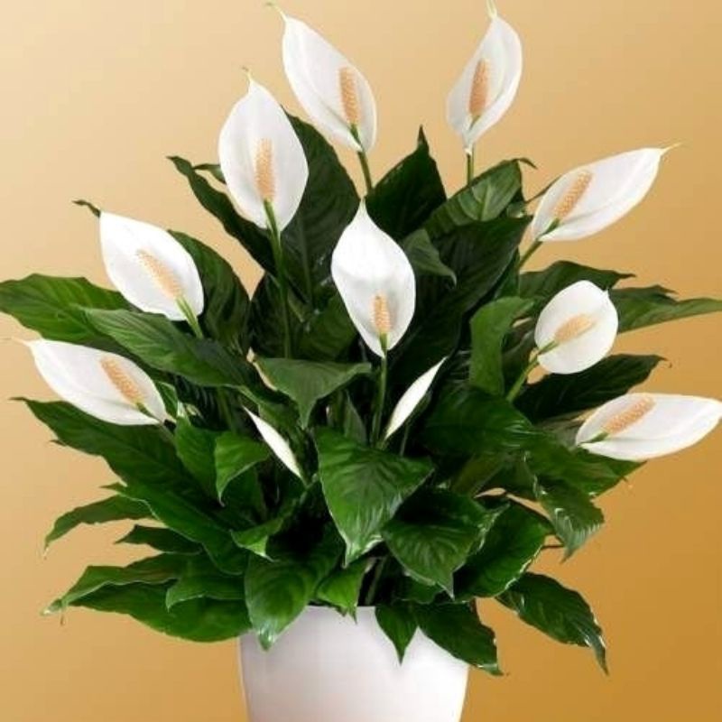 Jual Tanaman Hias peace lily Tinggi Rimbun + Pot | Shopee Indonesia