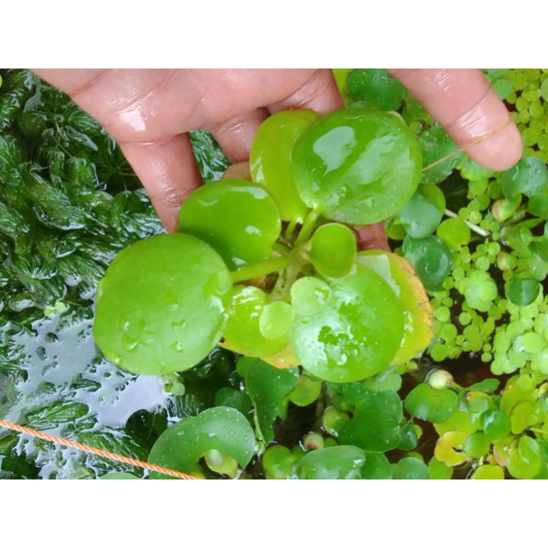Jual Amazon frogbit/Frogbit amazon ukuran L /Tanaman apung/Hiasan kolam ...