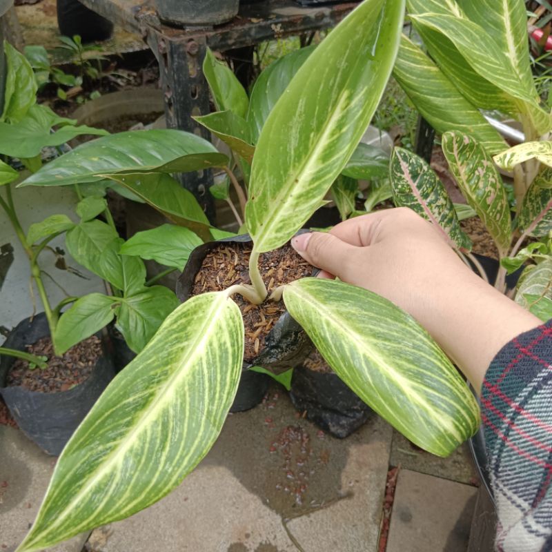 Jual Diven blanceng golden | Shopee Indonesia