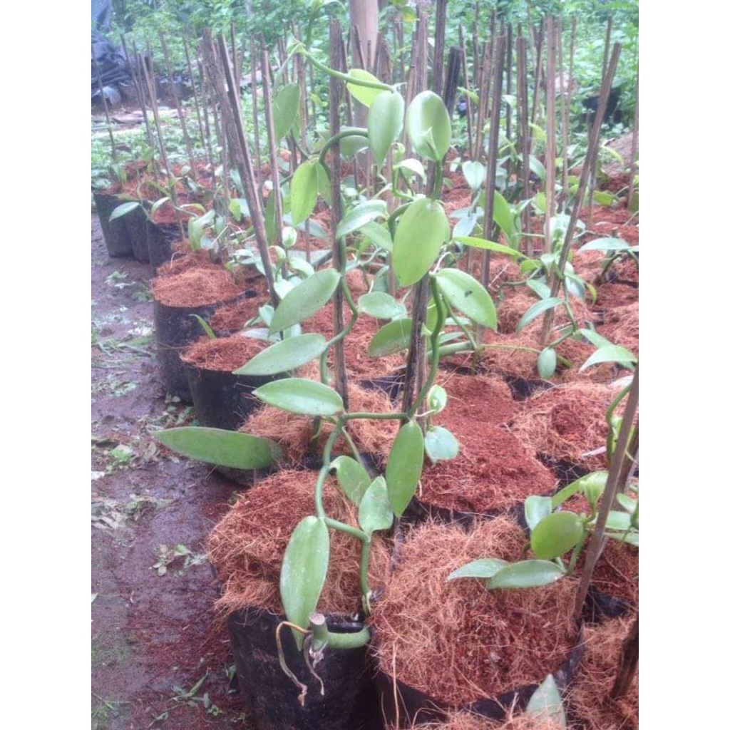 Jual Cod bibit Panili Vanili Batang Besar Daun subur Bibit vanili siap ...