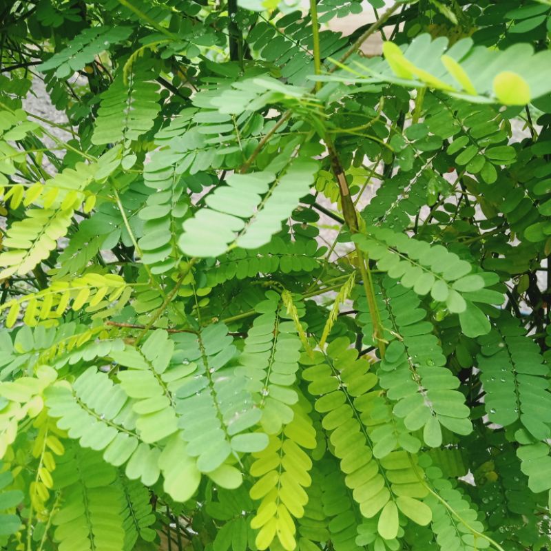 Jual Daun Saga Rambat Redakan Batuk Kronis 50 g | Shopee Indonesia