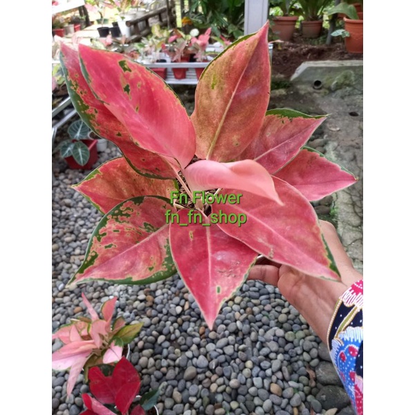 Jual Ag. Kochin Red Mela menor | Shopee Indonesia