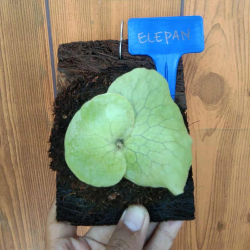 Jual platycerium elephantotis simbar gajah atau paku tanduk rusa ...