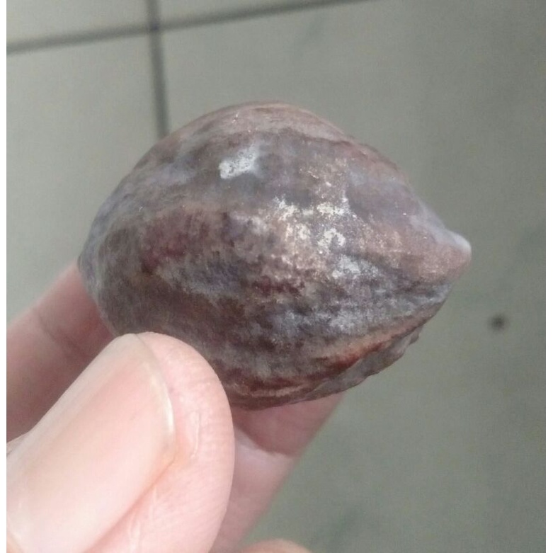 Jual Kemiri Adu Muncang Adu Jalim Misteri JR Bentuk Tinggi Bulat ...