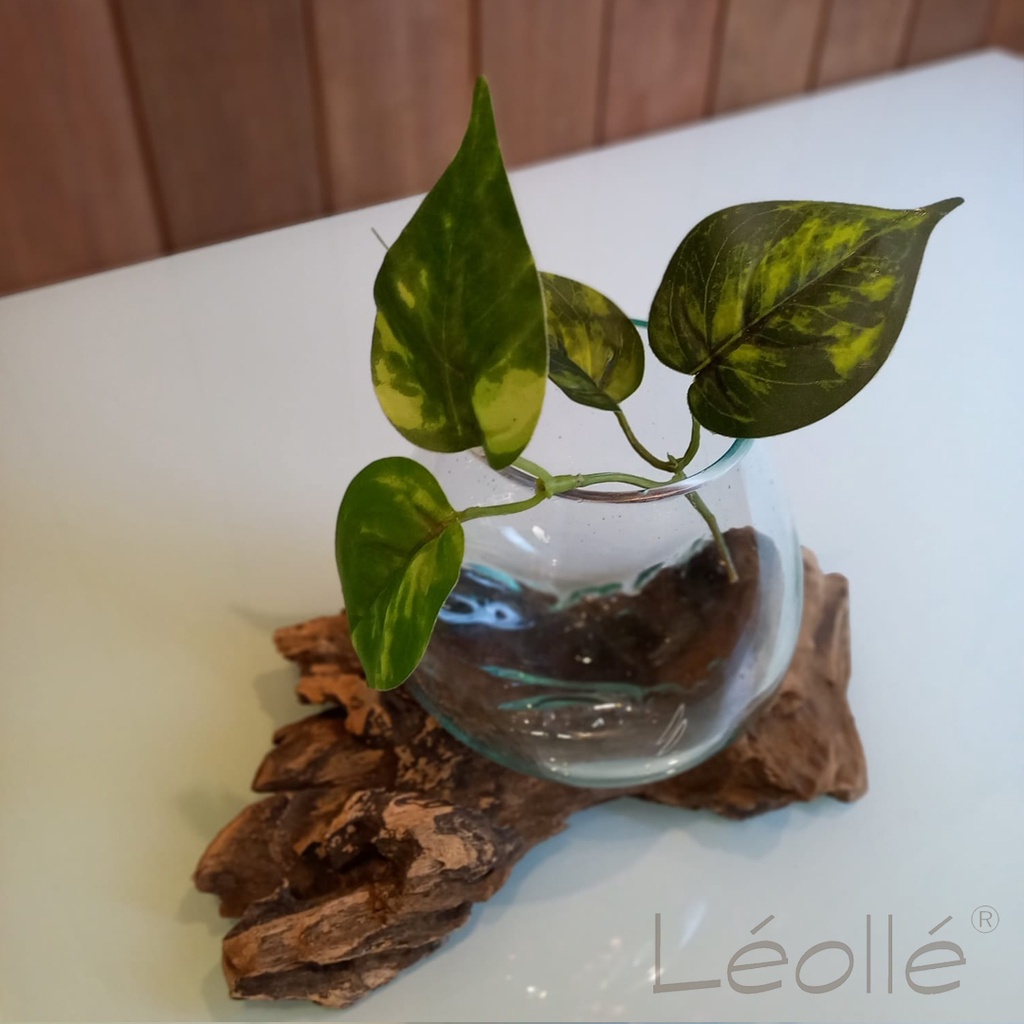 Jual Pot Kaca Tiup Vas Tanaman Air Dekorasi Aquascape 13 cm Tebal Kaca ...