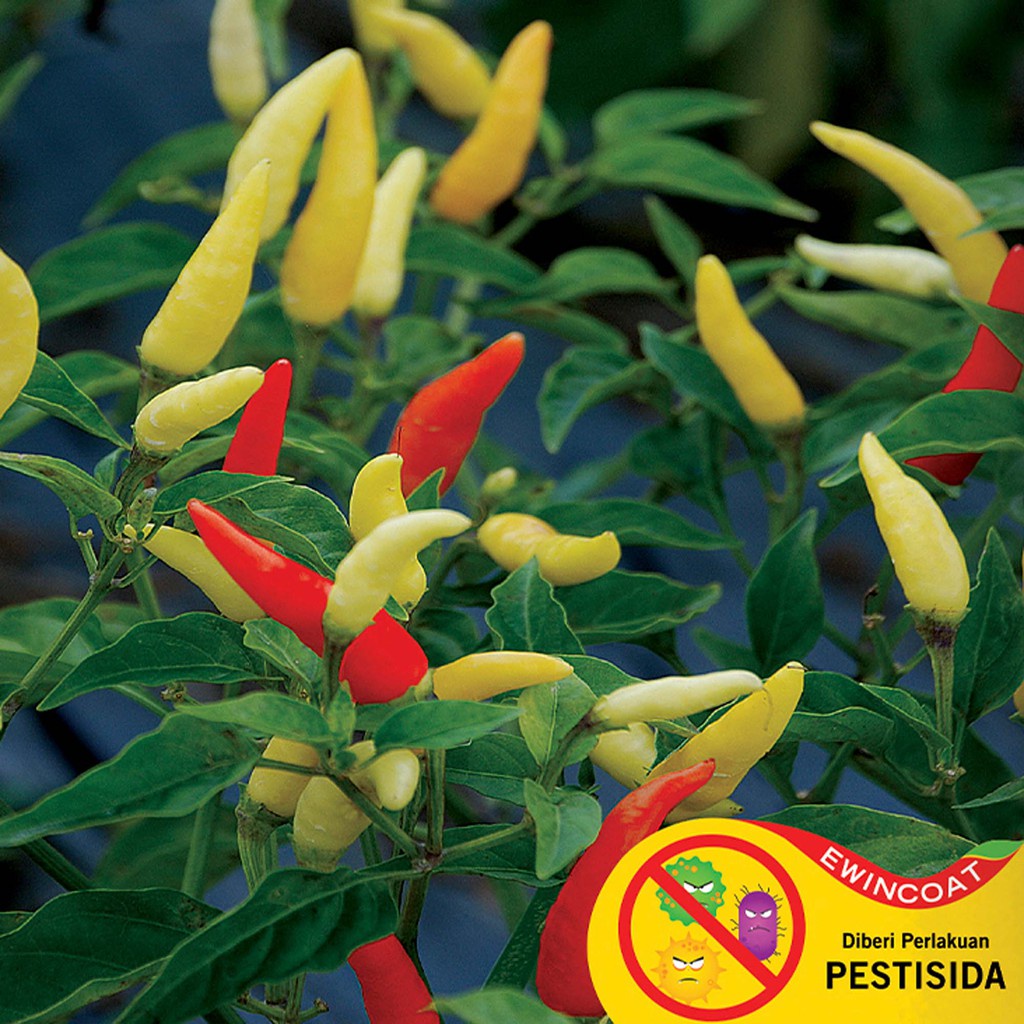 Jual isi 10 Biji/Benih Cabe Rawit Taruna Bibit Cabai Lombok Cap Panah ...
