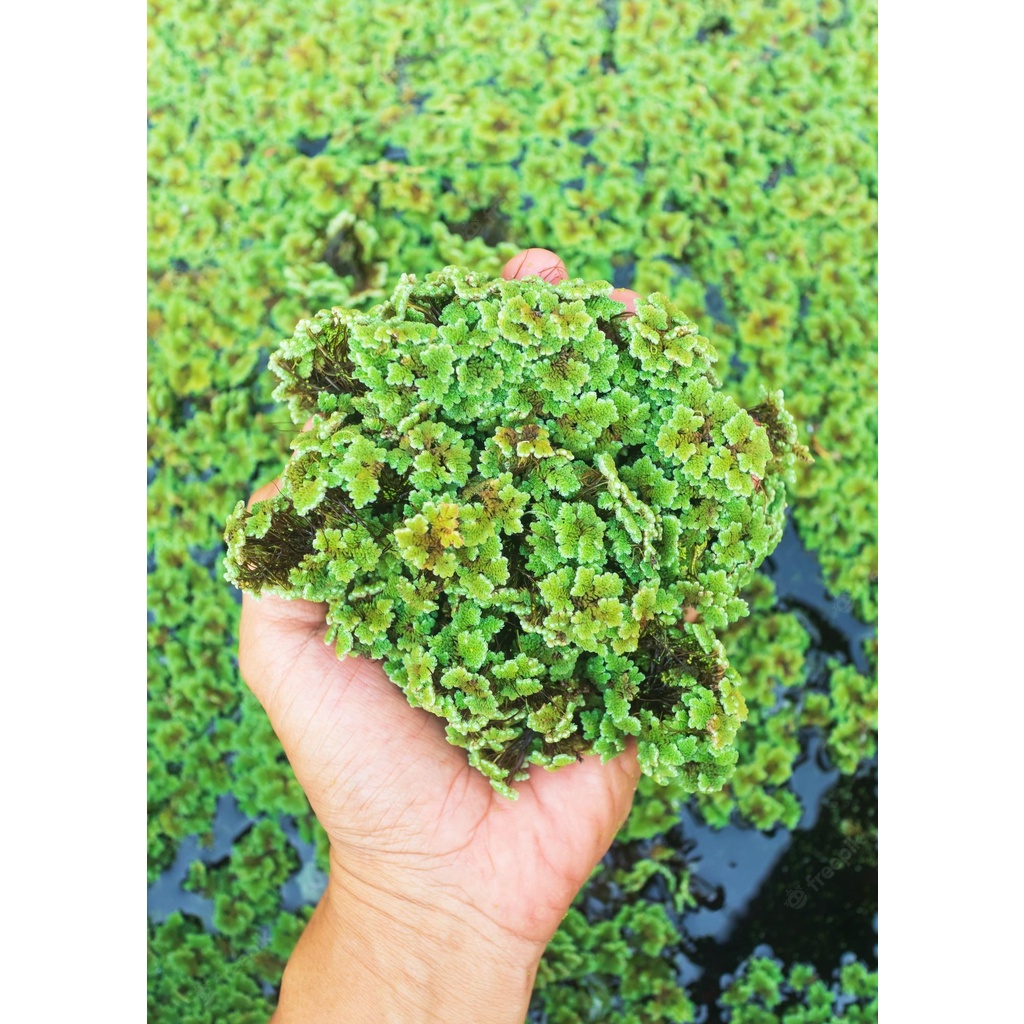 Jual Azolla Azola 1 Kg Bibit Pakan Alternatif untuk Ikan Ayam Kalkun ...