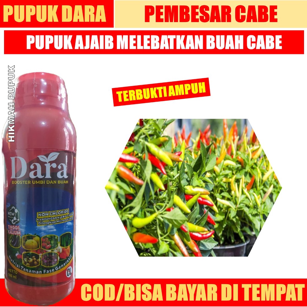 Jual PUPUK CABE DARA BOOSTER CABE ISI 500 ML – PUPUK MELEBATKAN CABE – PUPUK CABE RAWIT – PUPUK ...