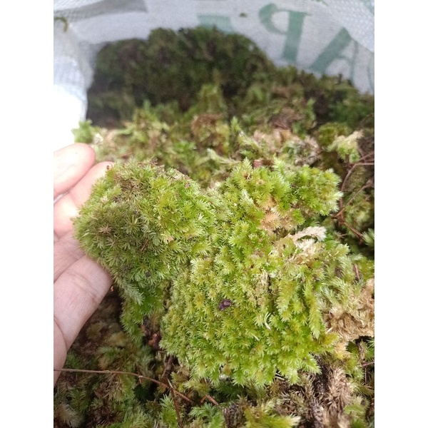 Jual Lumut pinus / Moss lumut hidup Media Tanam | Shopee Indonesia