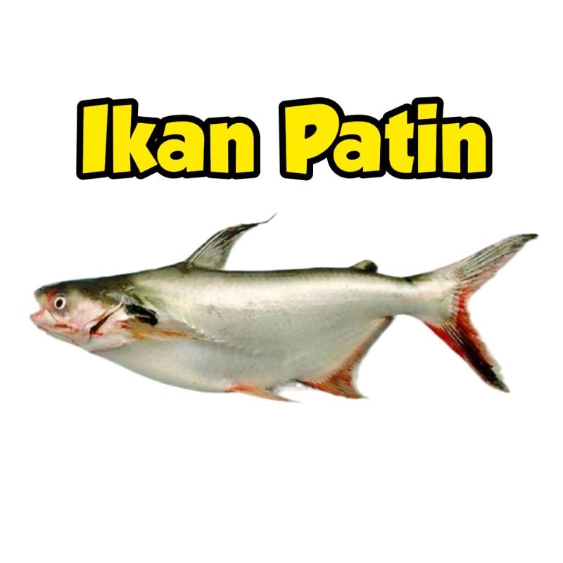 Jual Ikan Patin per ekor - Daging Lauk Ikan Protein Hewani - TemuPawon ...