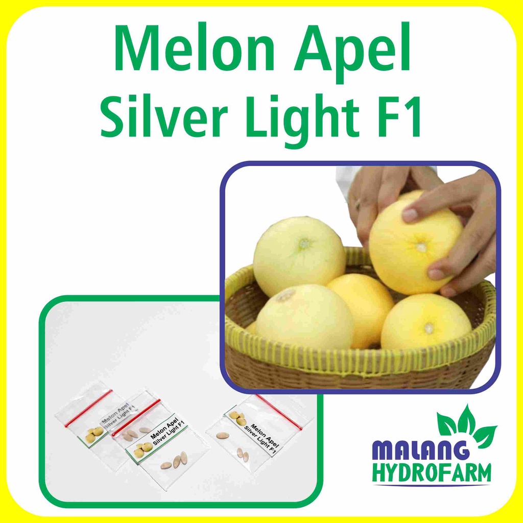 Jual Benih Melon Apel Silver Light F1 Unggulan Berkualitas biji bibit ...