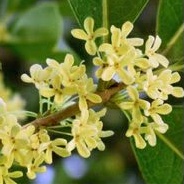 Jual tanaman hias bunga sweet olive aroma bunga wangi (osmanthus ...