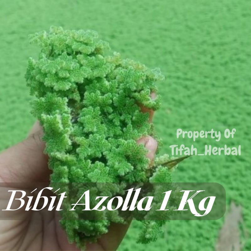 Jual Bibit Azolla Microphylla Pakan Ternak Alternatif | Shopee Indonesia