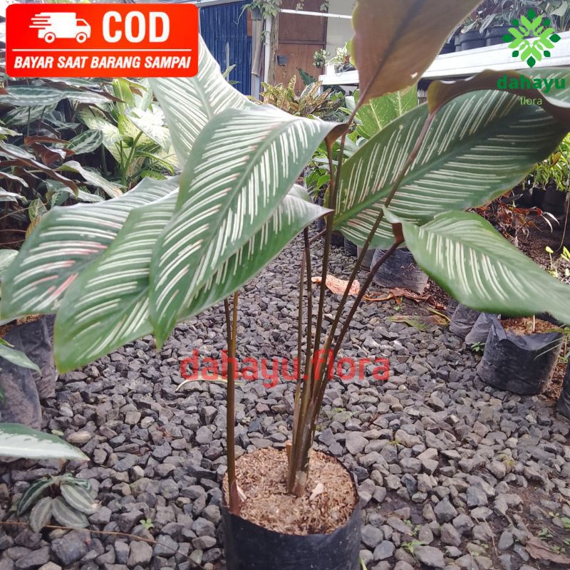 Jual Tanaman hias/hidup - Calathea ornata/batik daun panjang | Shopee ...