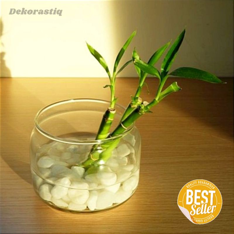 Jual VAS BUNGA KACA MINIMALIS AESTHETIC / POT KACA HIDROPONIK TERARIUM ...