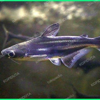 Jual IKAN HIAS PATIN IKAN HIAS AQUARIUM KOLAM | Shopee Indonesia
