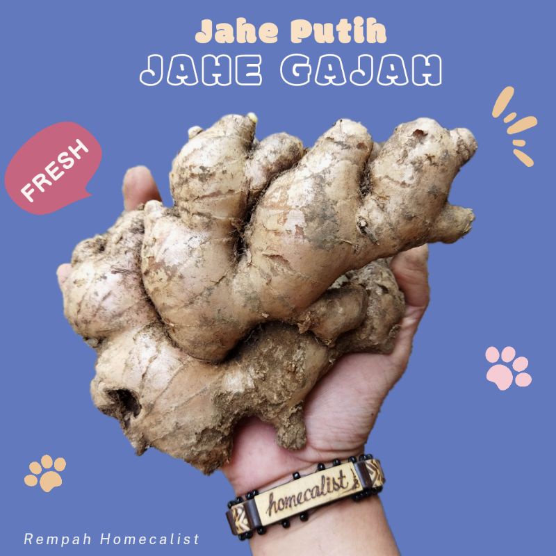 Jual Jahe Gajah 500gram Jahe Putih | Shopee Indonesia