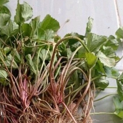 Jual pegagan merah pegagan lanang 500gr | Shopee Indonesia