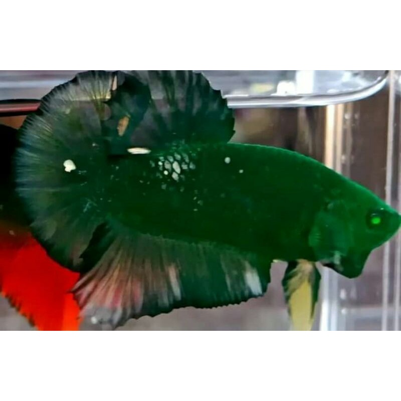 Jual Plakat Neon Hulk New Strain | Shopee Indonesia