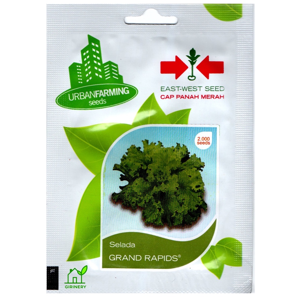 Jual Benih Selada Hijau GRAND RAPIDS - Selada Keriting Lettuce Green - East West Seed Cap Panah ...