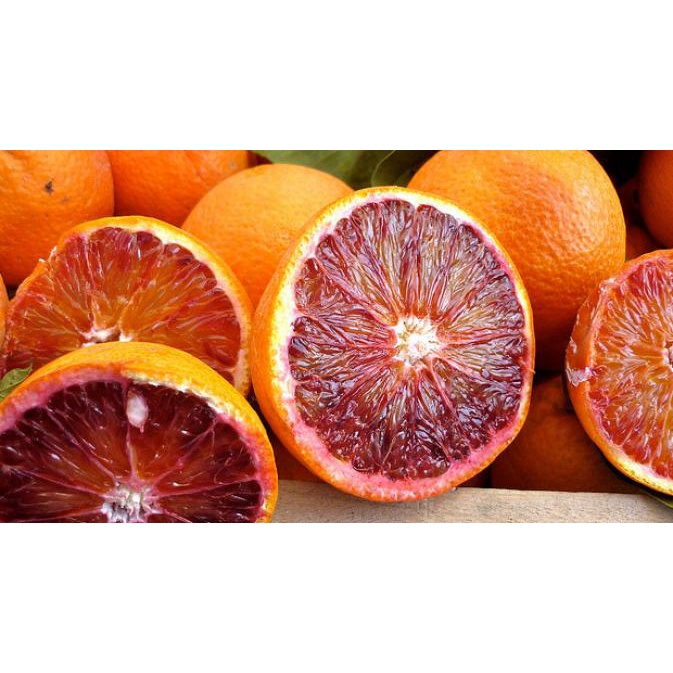 Jual Bibit Jeruk Merah Italia / Red Blood BERBUAH/BERBUNGA | Shopee ...