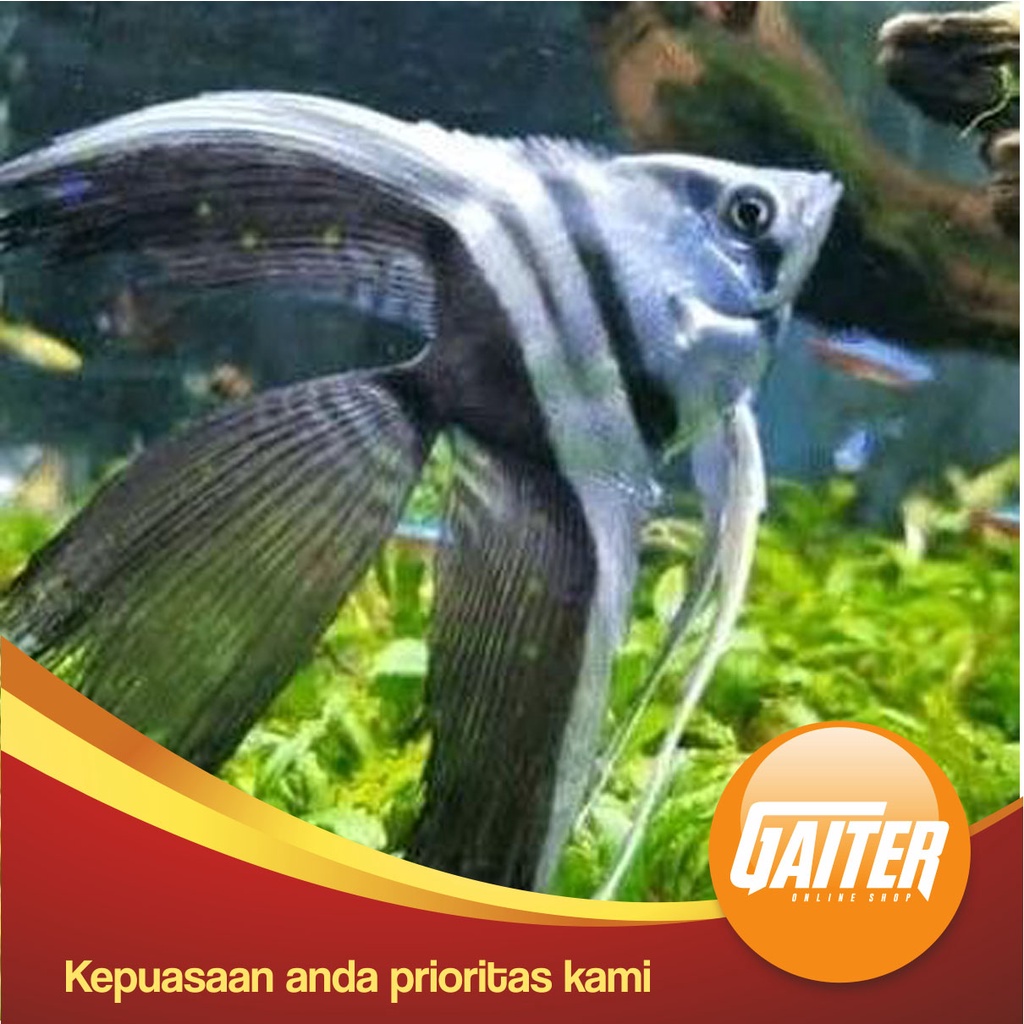 Jual Ikan Hias Manfish BW Slayer | Shopee Indonesia