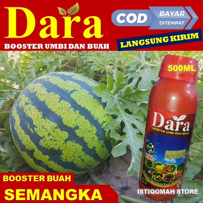 Jual Pupuk Booster Buah Semangka DARA 500ML Pupuk Pembesar Buah Semangka - Obat Semprot Nutrisi ...