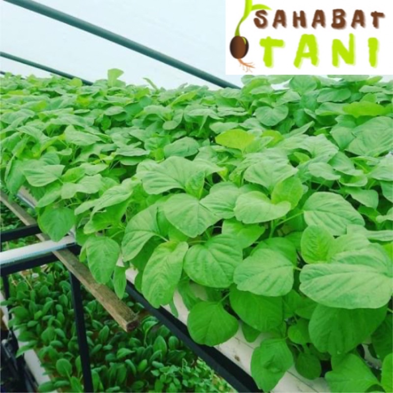 Jual Benih Bayam Hijau Super Daun Hijau Muda Dan Segar Repack 5000 Biji ...