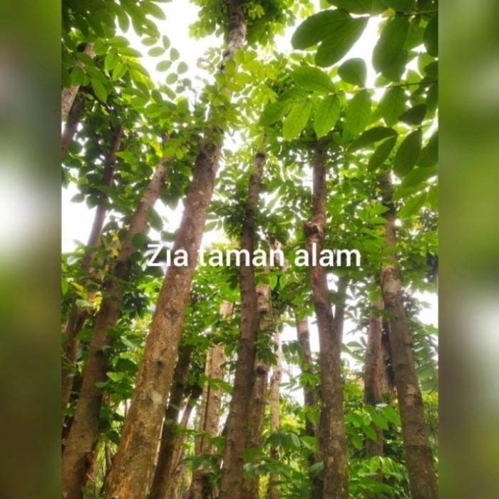 Jual Pohon Peneduh Sepatu Dea Tinggi 4Meter Diamter Batang 15/18Cm ...