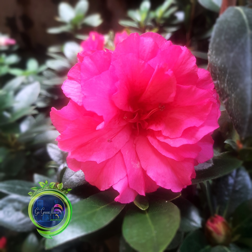 Jual BUNGA AZALEA TERLENGKAP Rhododendron javanicum ASALEA AZALIA TANAMAN HERBAL bunga hias ...